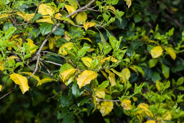 7 Reasons For Holly Leaves Turning Yellow - PlantNative.org
