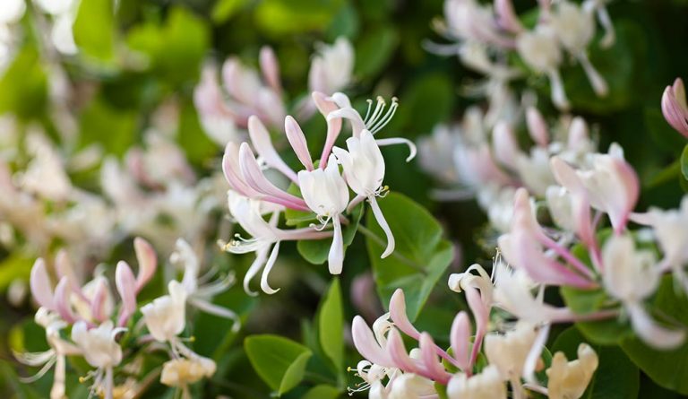 Michigan Native Plants for Landscaping [with - %siten...