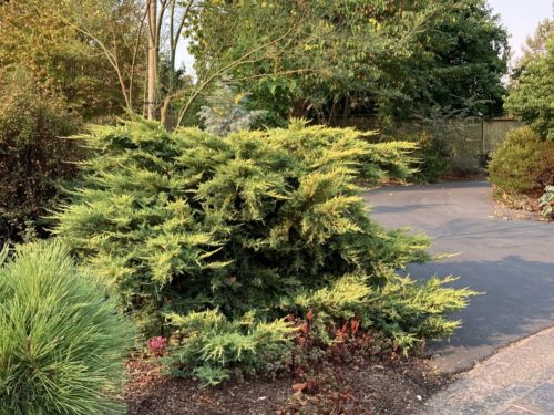 Connecticut Native Plants for Landscaping [with Pictures] - PlantNative.org