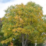 12 Ornamental Trees That Will Thrive in Minnesota - PlantNative.org