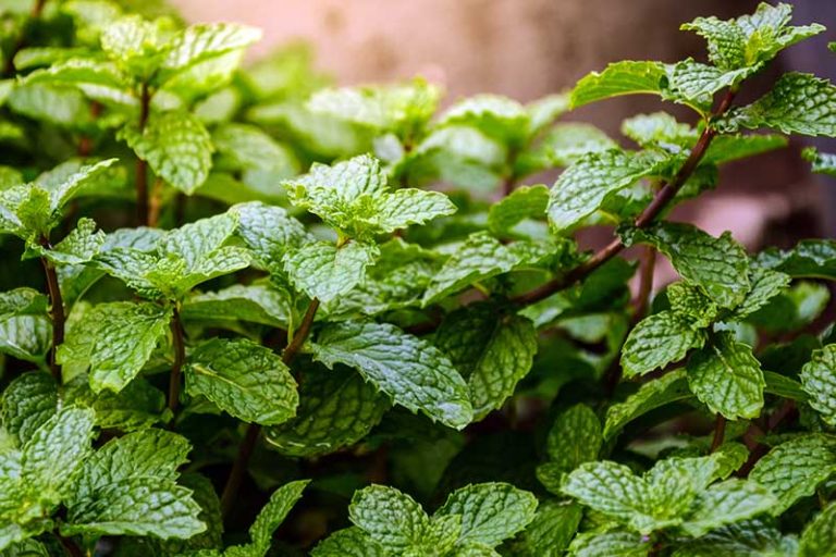 10 Causes for Mint Leaves Turning Yellow - PlantNative.org