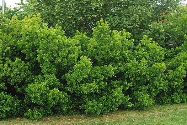 Plants Native to Maryland for Landscaping [with - %si...