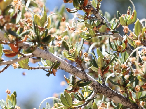 Native Colorado Plants for Landscaping [with Pictures] - PlantNative.org