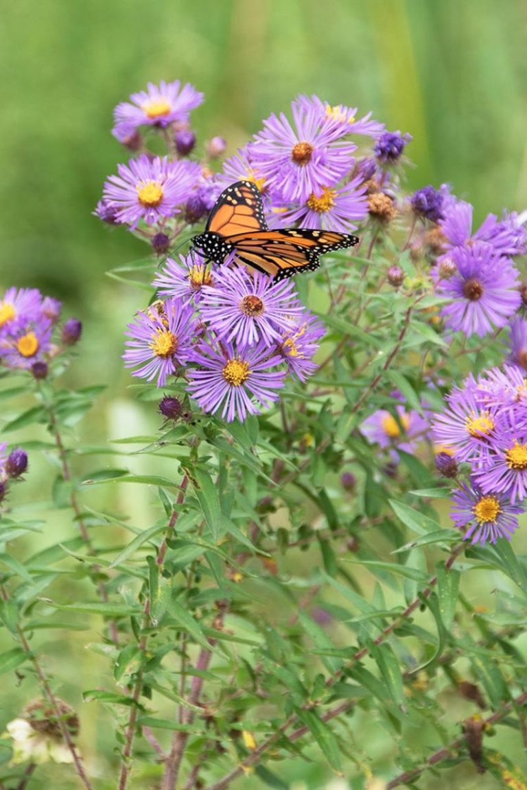 Connecticut Native Plants for Landscaping [with - %si...