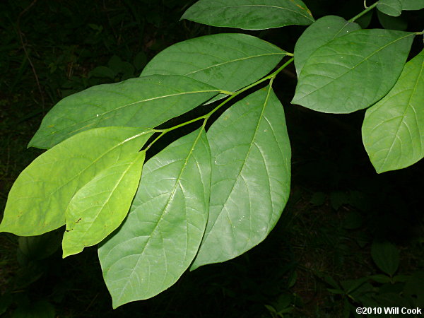 Michigan Native Plants for Landscaping [with - %siten...