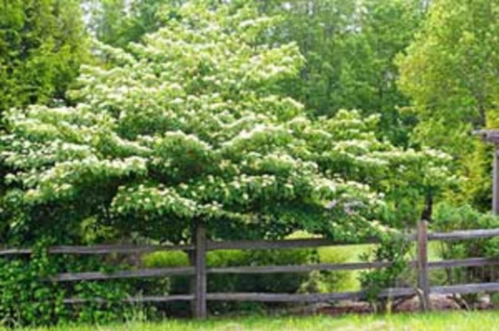Our Favorite Ornamental Trees to Grow in Illinois - PlantNative.org
