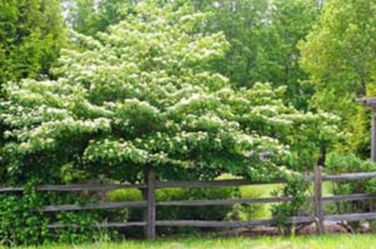 Michigan Native Plants for Landscaping [with - %siten...