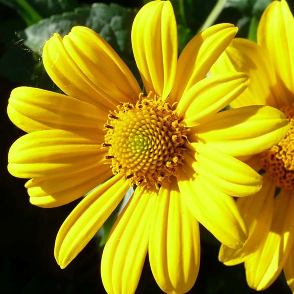 20 Native Plants That are Sure to Enhance Your Arizona Pollinator ...