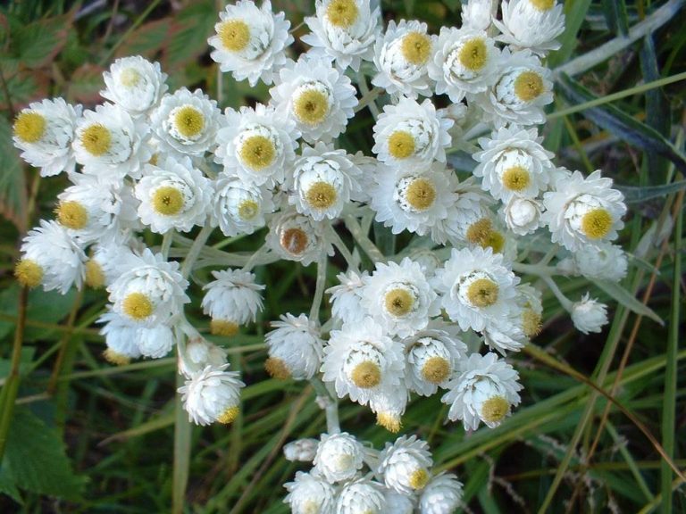 Connecticut Native Plants for Landscaping [with - %si...