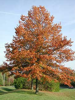 Indiana Native Plants for Landscaping [with - PlantNative.org