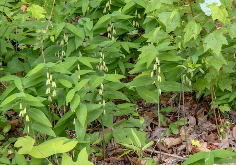 Native Ohio Plants for Landscaping [with Pictures] - PlantNative.org