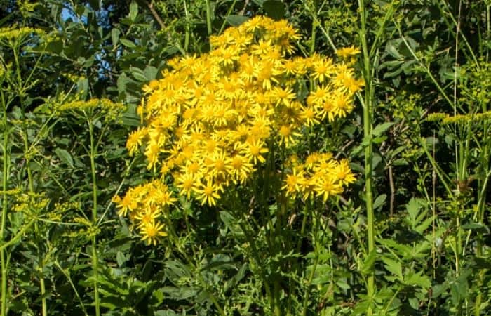 Native Ohio Plants for Landscaping [with Pictures] - PlantNative.org