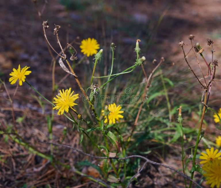 Native Ohio Plants for Landscaping [with Pictures] - PlantNative.org