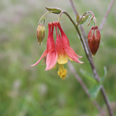 Connecticut Native Plants for Landscaping [with Pictures] - PlantNative.org