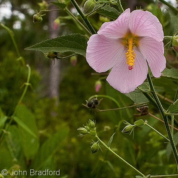 Plants Native to Virginia for Landscaping [with Pictures] - PlantNative.org