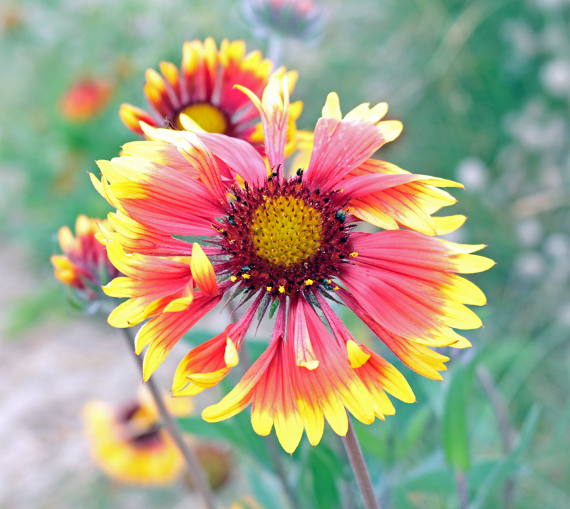 Native Colorado Plants for Landscaping [with Pictures] - PlantNative.org