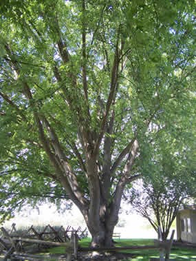 Michigan Native Plants for Landscaping [with - %siten...