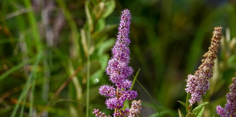 Connecticut Native Plants for Landscaping [with Pictures] - PlantNative.org