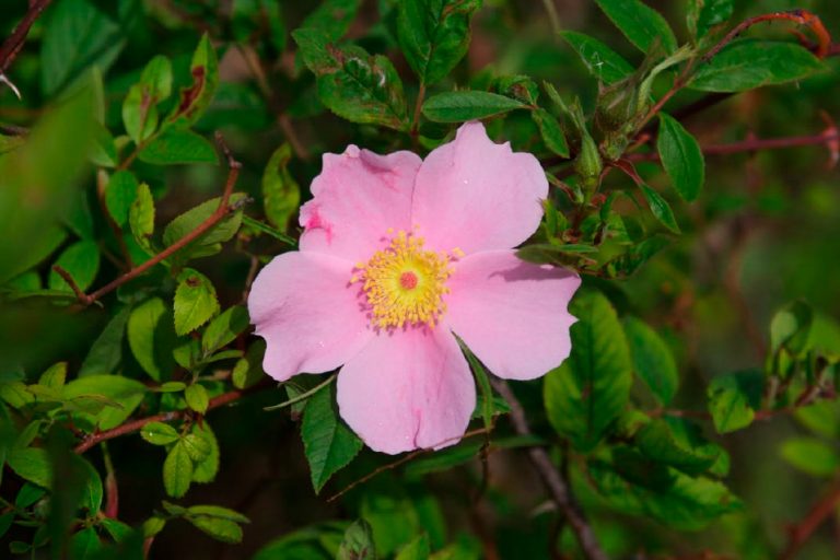 Michigan Native Plants for Landscaping [with Pictures] - PlantNative.org