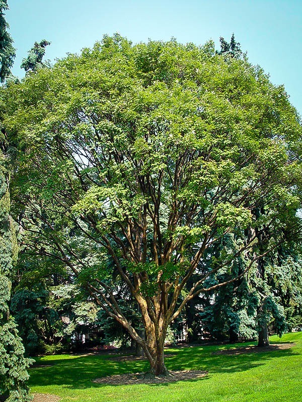 South Carolina Native Plants for Landscaping [with Pictures ...