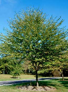 Connecticut Native Plants for Landscaping [with Pictures] - PlantNative.org