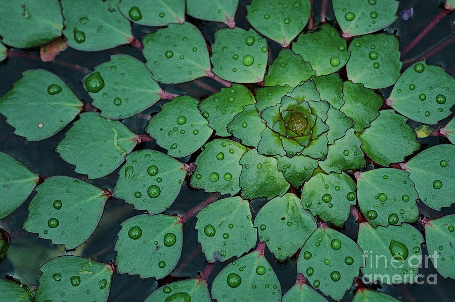 Native Ohio Plants for Landscaping [with Pictures] - PlantNative.org