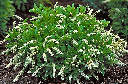Plants Native to Virginia for Landscaping [with - %si...