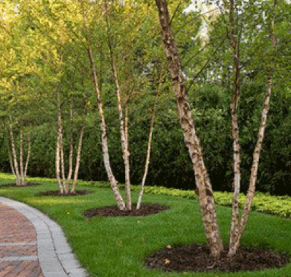 Native Colorado Plants for Landscaping [with - %siten...
