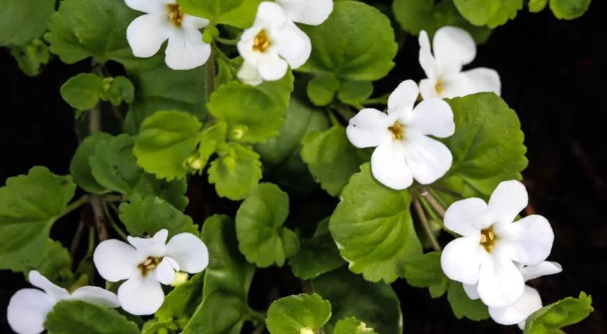 Plants Native to Oklahoma for Landscaping [with - %si...