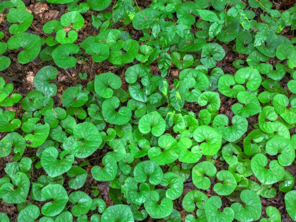15 Ground Cover Plants to Grow in North Carolina - PlantNative.org