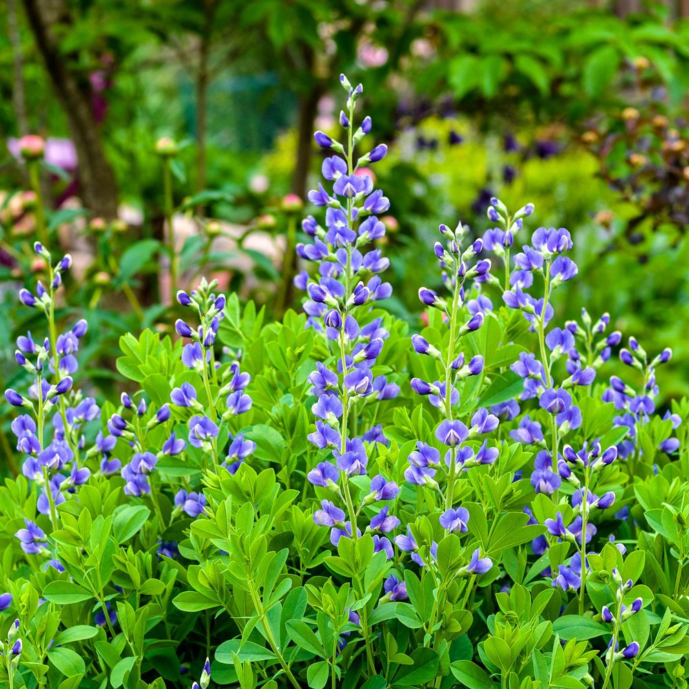 South Carolina Native Plants For Landscaping with Pictures