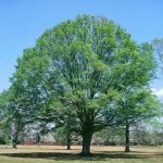 Plants Native to Oklahoma for Landscaping [with Pictures] - PlantNative.org
