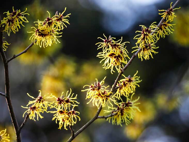 Pennsylvania Native Flowering Shrubs for Your Garden - PlantNative.org