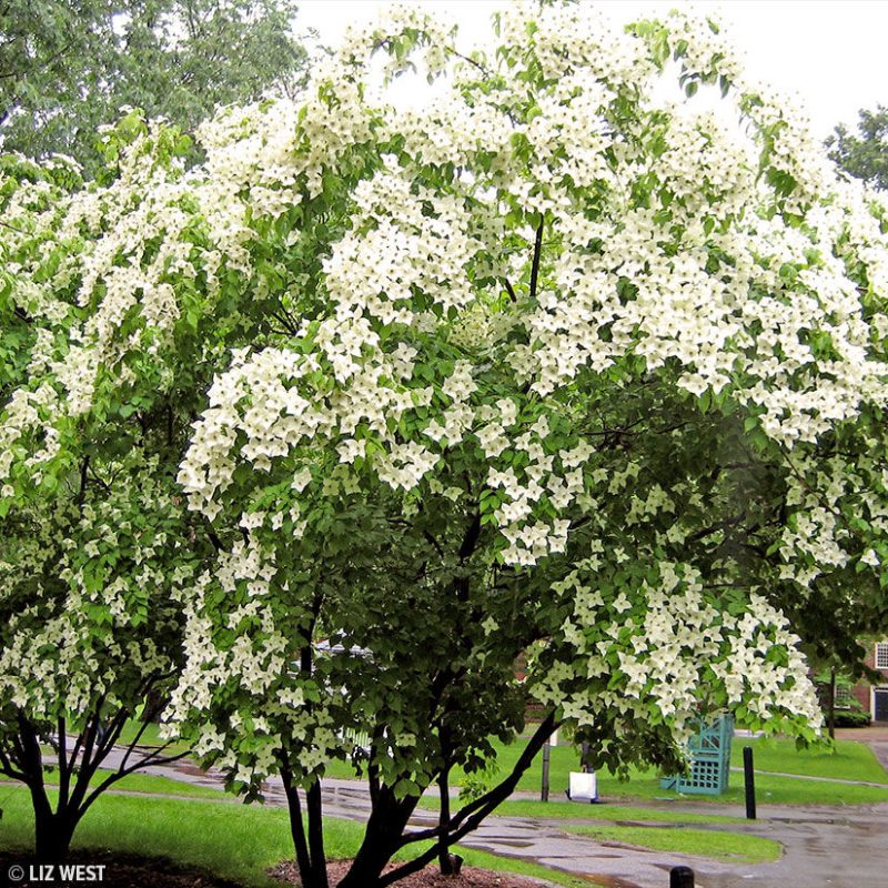 The Best Dogwood Varieties to Grow in Oregon - PlantNative.org