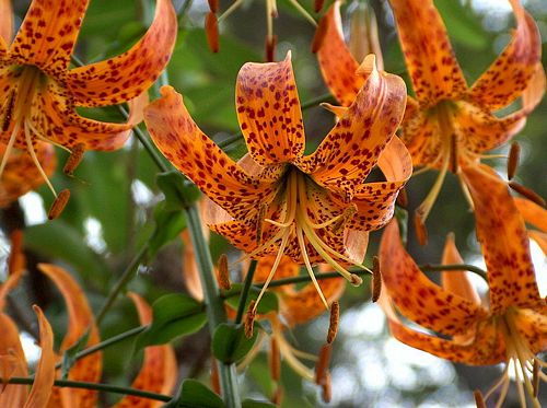California Native Flowering Shrubs for Your Garden - PlantNative.org