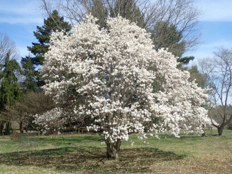The Best Magnolia Trees to Grow in Virginia - PlantNative.org