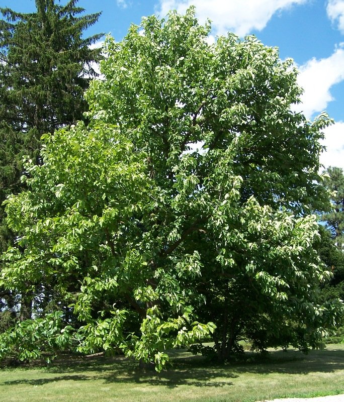 The Best Magnolia Trees to Plant in Connecticut - PlantNative.org