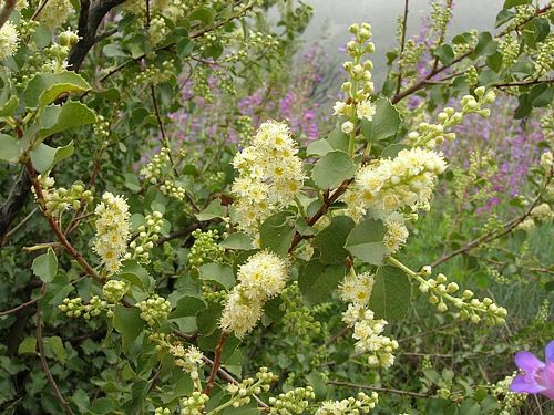 California Native Flowering Shrubs for Your Garden - PlantNative.org