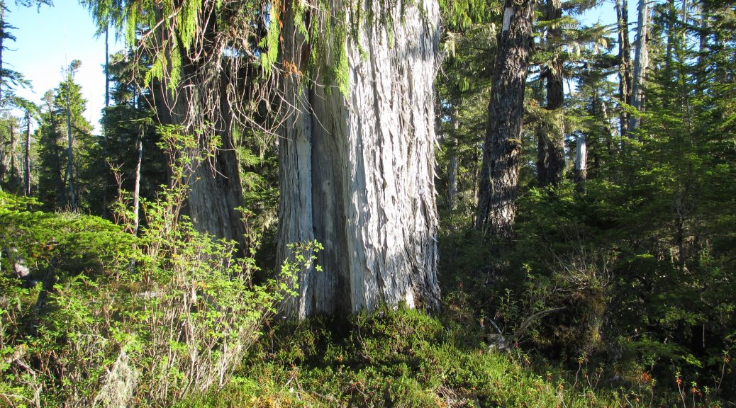 The Best Cedar Tree Varieties to Plant in Idaho - PlantNative.org