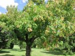 The Best Maple Trees to Grow in Virginia - PlantNative.org