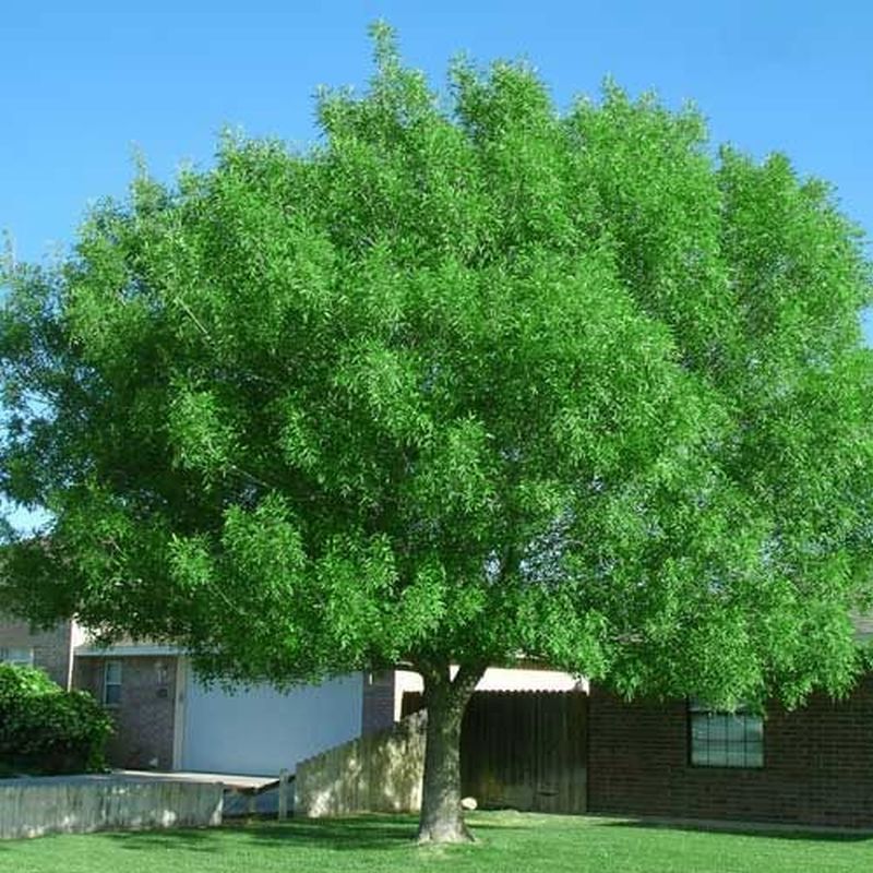 Fast Growing Trees to Plant in Northern California - PlantNative.org