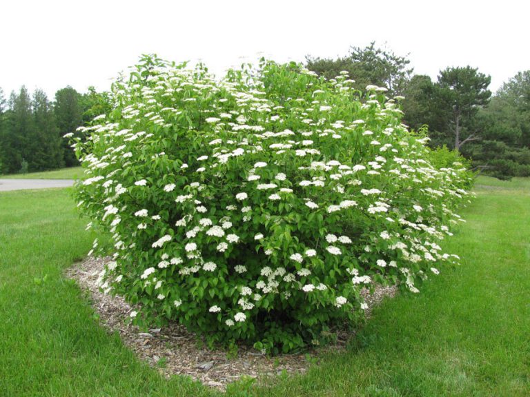 Pennsylvania Native Flowering Shrubs for Your Garden - PlantNative.org