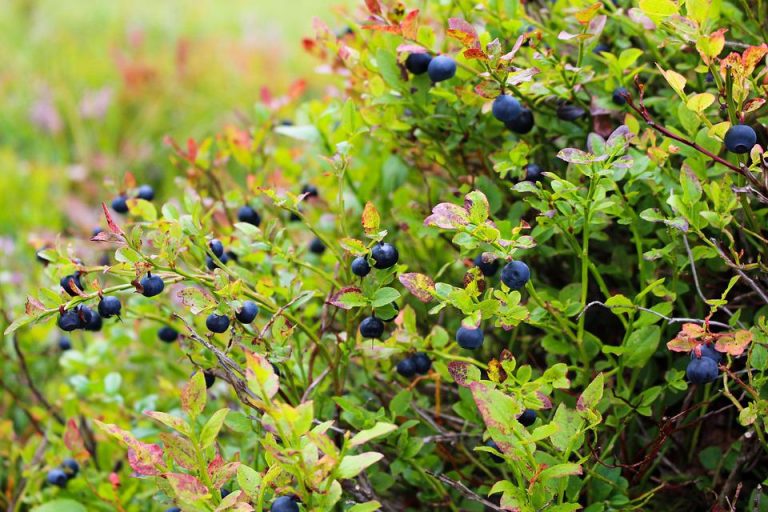 North Carolina Native Flowering Shrubs - PlantNative.org