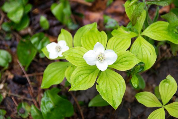 10 Ground Cover Plants to Grow in Washington State - PlantNative.org