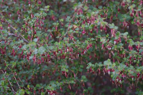 California Native Flowering Shrubs for Your Garden - PlantNative.org