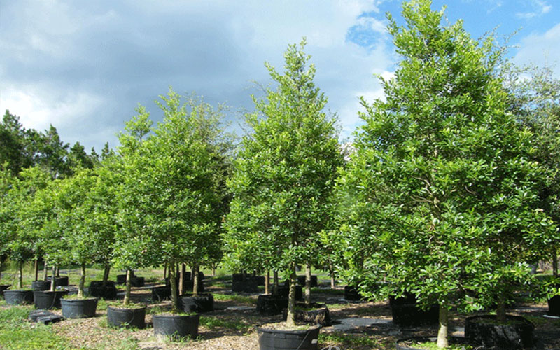 Best Evergreen Trees to Grow in Florida - PlantNative.org
