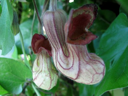 The Best Flowering Vines to Grow in Texas - PlantNative.org