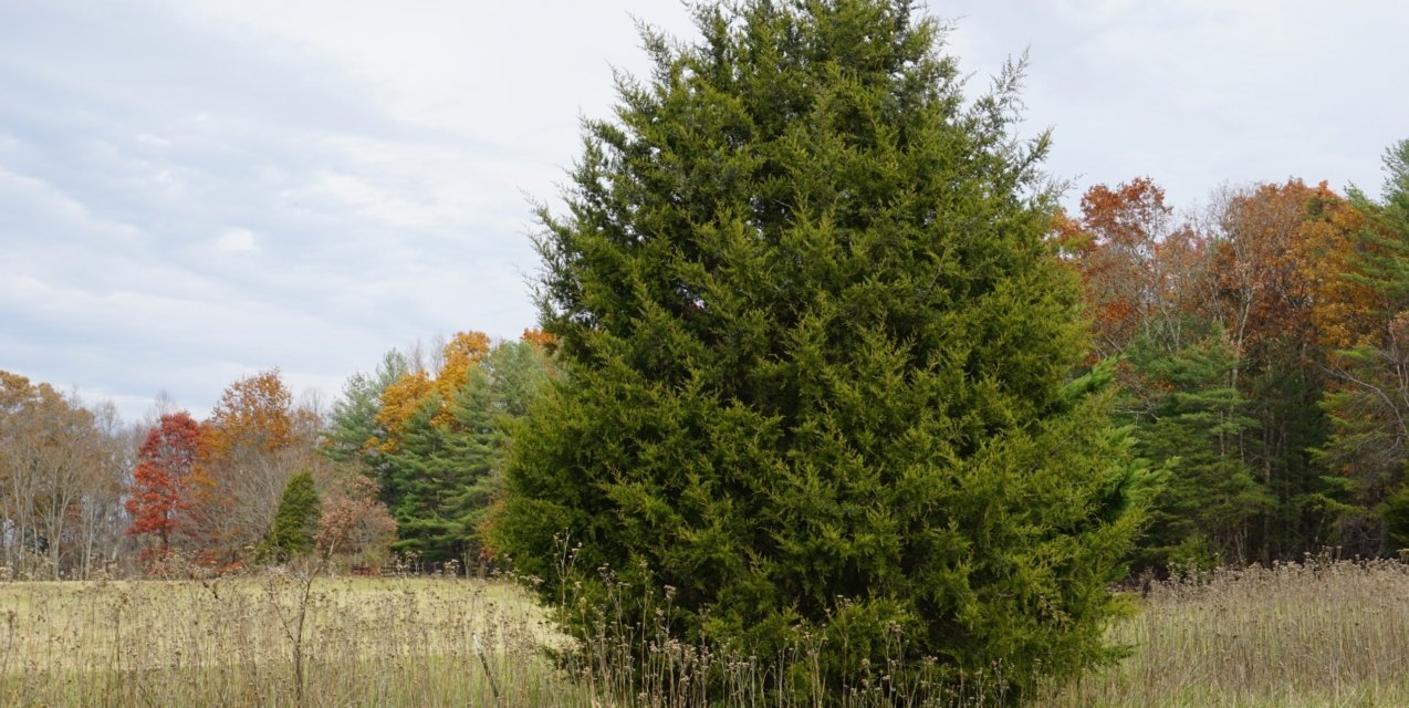 Best Evergreen Trees to Grow in Massachusetts - PlantNative.org