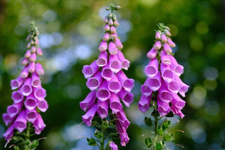 The Best Flowering Vines to Grow in Texas - PlantNative.org