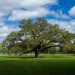 The Best Oak Trees to Grow in Alabama - PlantNative.org